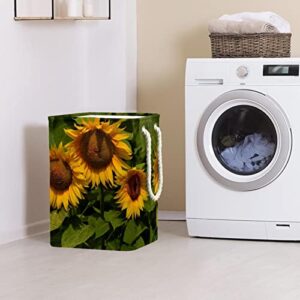 Inhomer Sunflower Three Flower Plant Supplies Yellow Large Laundry Hamper Waterproof Collapsible Clothes Hamper Basket for Clothing Toy Organizer, Home Decor for Bedroom Bathroom