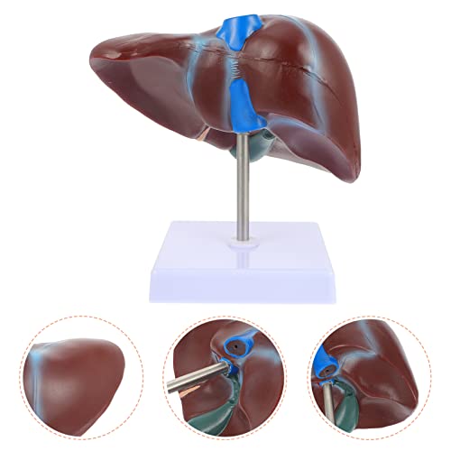 Scicalife Human Liver Model Medical Anatomical Life Size Liver Model with Mounted Display Base for Medical Anatomy Learning Education