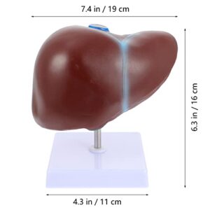 Scicalife Human Liver Model Medical Anatomical Life Size Liver Model with Mounted Display Base for Medical Anatomy Learning Education