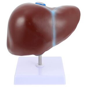 Scicalife Human Liver Model Medical Anatomical Life Size Liver Model with Mounted Display Base for Medical Anatomy Learning Education