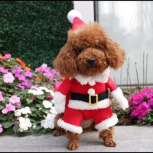 Betreasure Pet Dog Christmas Clothes Santa Claus Dog Costume Winter Puppy Pet Cat Coat Jacket Dog Suit with Cap Warm Clothing for Dogs Cats (Small)