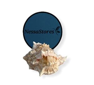 nessastores - pink murex phyllonotus erythrostomu hermit crab sea shell 2" - 3" #jc-039 (6 pcs)