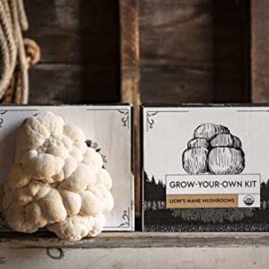 Hodgins Harvest Extra-Large Lion's Mane Mushroom Grow Kit (7lbs) | USDA Certified Organic | Grow Your Own Delicious Gourmet Mushrooms at Home