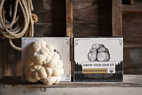 Hodgins Harvest Extra-Large Lion's Mane Mushroom Grow Kit (7lbs) | USDA Certified Organic | Grow Your Own Delicious Gourmet Mushrooms at Home