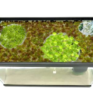 Magnetic Invisible Feeding Ring (Customizable and Auto-Leveling) Food Portal for Floating Plant Aquariums and Fish Tanks (Single)