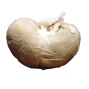 anatomy lab preserved sheep kidney specimen for dissection, for biology classrooms, vacuum pack of 10