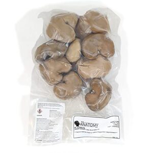 Anatomy Lab Preserved Sheep Kidney Specimen for Dissection, for Biology Classrooms, Vacuum Pack of 10