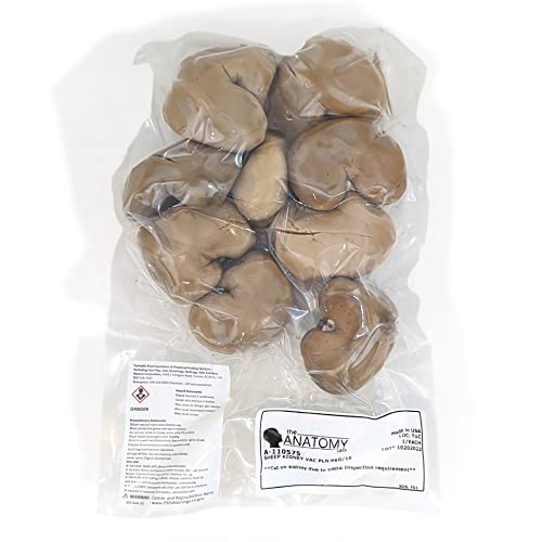 Anatomy Lab Preserved Sheep Kidney Specimen for Dissection, for Biology Classrooms, Vacuum Pack of 10