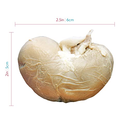 Anatomy Lab Preserved Sheep Kidney Specimen for Dissection, for Biology Classrooms, Vacuum Pack of 10