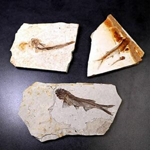 Comimark 1Pcs 150 Million Years Ago Genuine Bony Fosslien Lycoptera Real Fossil Fish China