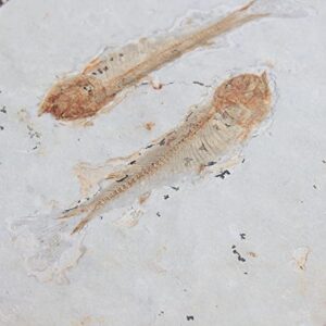 Comimark 1Pcs 150 Million Years Ago Genuine Bony Fosslien Lycoptera Real Fossil Fish China