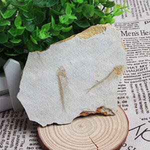 Comimark 1Pcs 150 Million Years Ago Genuine Bony Fosslien Lycoptera Real Fossil Fish China