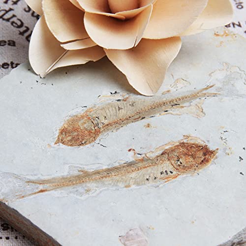 Comimark 1Pcs 150 Million Years Ago Genuine Bony Fosslien Lycoptera Real Fossil Fish China