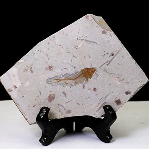 Comimark 1Pcs 150 Million Years Ago Genuine Bony Fosslien Lycoptera Real Fossil Fish China