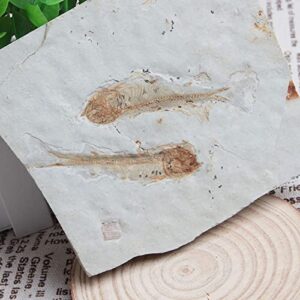 Comimark 1Pcs 150 Million Years Ago Genuine Bony Fosslien Lycoptera Real Fossil Fish China