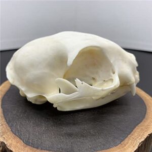 CEZUIC 1pcs Unique Real Cat Skull, Dog Skull, Fox Skull. Taxidermy Skull Collection,Specimen, Decorations (4)