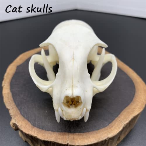 CEZUIC 1pcs Unique Real Cat Skull, Dog Skull, Fox Skull. Taxidermy Skull Collection,Specimen, Decorations (4)