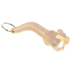 Milageto Human Spine Keychain, 4D Skeleton Model Key, School