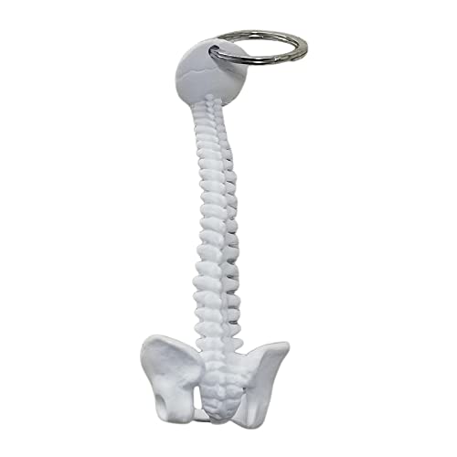 Milageto Human Spine Keychain, 4D Skeleton Model Key, School