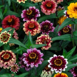 outsidepride zinnia aztec sunset flower plant seed mix - 50 seeds