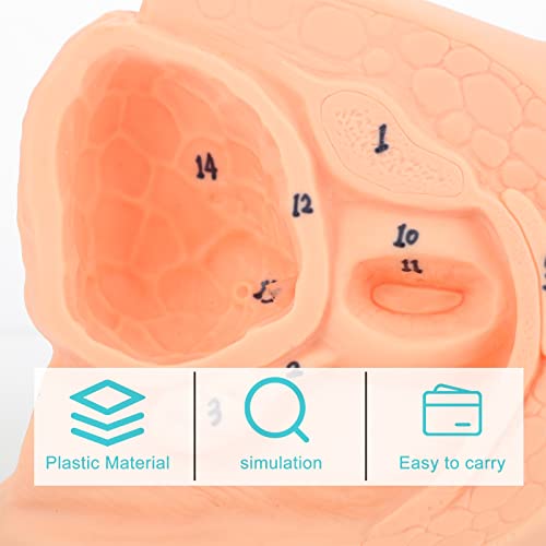 Catheter Anatomy Teach Set 1pc Simple Male Catheterization Model Display Men Catheterization Useful Model Body Catheterization Model