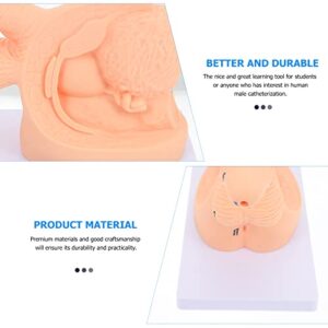 Catheter Anatomy Teach Set 1pc Simple Male Catheterization Model Display Men Catheterization Useful Model Body Catheterization Model