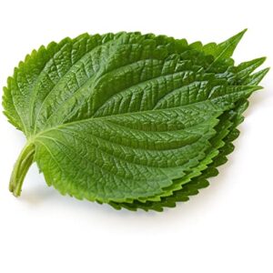 tke farms - shiso perilla seeds for planting, 1 gram approximately 200 seeds, perilla frutescens var. crispa