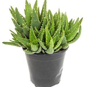 Succulents Plants Live Indoor Plants, Aloe Nobilis Plants Live Houseplants, Live Succulents Live Plants Indoor Succulent Plants, Indoor Plant Real Succulents Plants House Plants by Plants for Pets