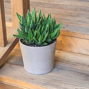 Succulents Plants Live Indoor Plants, Aloe Nobilis Plants Live Houseplants, Live Succulents Live Plants Indoor Succulent Plants, Indoor Plant Real Succulents Plants House Plants by Plants for Pets