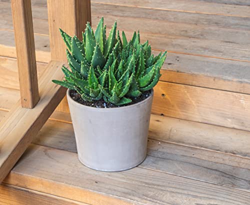 Succulents Plants Live Indoor Plants, Aloe Nobilis Plants Live Houseplants, Live Succulents Live Plants Indoor Succulent Plants, Indoor Plant Real Succulents Plants House Plants by Plants for Pets