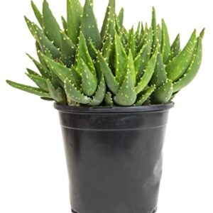 Succulents Plants Live Indoor Plants, Aloe Nobilis Plants Live Houseplants, Live Succulents Live Plants Indoor Succulent Plants, Indoor Plant Real Succulents Plants House Plants by Plants for Pets