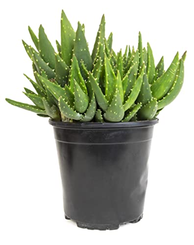 Succulents Plants Live Indoor Plants, Aloe Nobilis Plants Live Houseplants, Live Succulents Live Plants Indoor Succulent Plants, Indoor Plant Real Succulents Plants House Plants by Plants for Pets