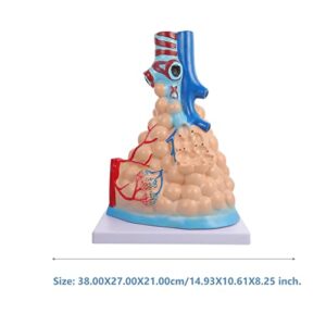 Scicalife Manikin Body Human Respiratory Lung Model Respiratory Large Alveolus Model Experiment Model Manikin