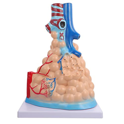 Scicalife Manikin Body Human Respiratory Lung Model Respiratory Large Alveolus Model Experiment Model Manikin