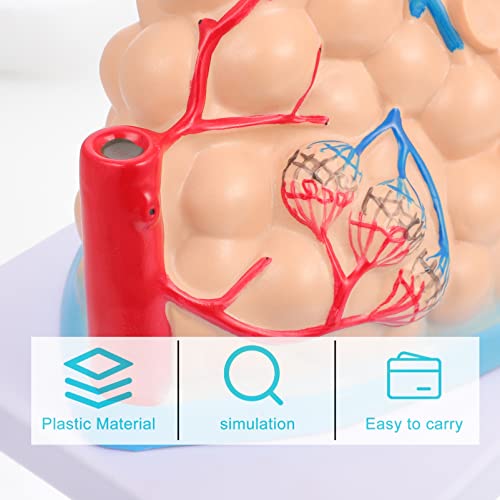 Scicalife Manikin Body Human Respiratory Lung Model Respiratory Large Alveolus Model Experiment Model Manikin