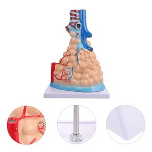 Scicalife Manikin Body Human Respiratory Lung Model Respiratory Large Alveolus Model Experiment Model Manikin