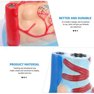 Scicalife Manikin Body Human Respiratory Lung Model Respiratory Large Alveolus Model Experiment Model Manikin