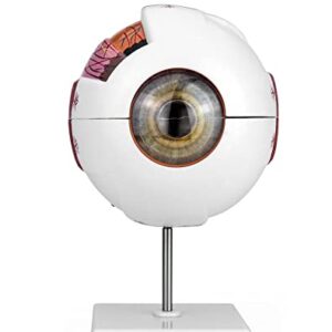 QWORK 6X Enlarged Human Eye Anatomy Model, Magnified Eyeball Model with Detachable Bracket, Anatomically Accurate Science Education Display Medical Teaching Education Human Eye Anatomical Model