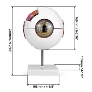 QWORK 6X Enlarged Human Eye Anatomy Model, Magnified Eyeball Model with Detachable Bracket, Anatomically Accurate Science Education Display Medical Teaching Education Human Eye Anatomical Model