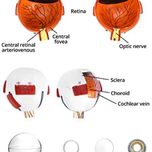 QWORK 6X Enlarged Human Eye Anatomy Model, Magnified Eyeball Model with Detachable Bracket, Anatomically Accurate Science Education Display Medical Teaching Education Human Eye Anatomical Model