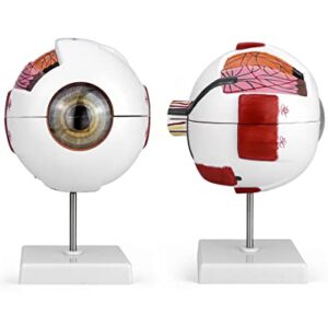 QWORK 6X Enlarged Human Eye Anatomy Model, Magnified Eyeball Model with Detachable Bracket, Anatomically Accurate Science Education Display Medical Teaching Education Human Eye Anatomical Model