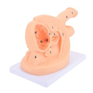 POPETPOP Male or Female Catheterization Model Education Model Male Catheter Anatomy Model Educational Training Aid