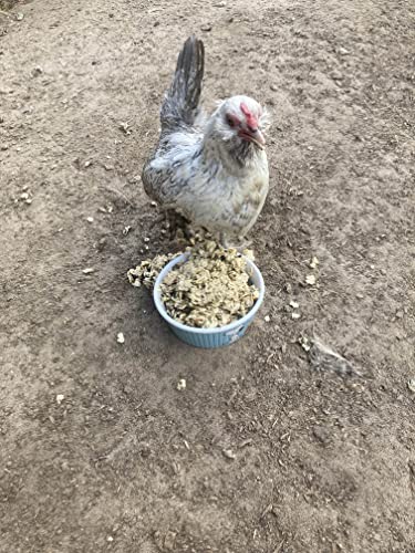 USA Black Soldier Fly Grub, Oatmeal, & Herb Chicken Scratch Treat for Backyard Hens: Non-GMO, Healthy Backyard Chicken Feed and Supplies, Cold Winter Nights (4 pounds)