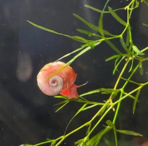 all red/pink ramshorn snails - 10+ extras for ponds and freshwater aquariums - baby/juvenile size - bred by bubbles up aquatics (order from bubbles up aquatics or doa warranty void)