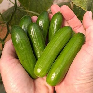 park seed mini-me f1 organic cucumber seeds, snack-size mini cucumbers, pack of 10 seeds