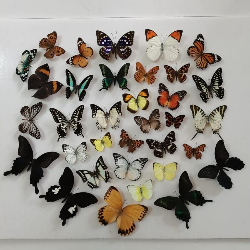 BigBigMe 10Pcs Natural Unmounted Rhopalocera/Le Papillon/Butterfly Specimen Artwork Material Decor, Taxidermy Animals Gifts for Kids Family