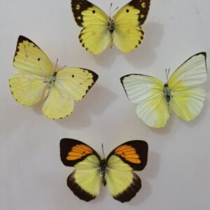 BigBigMe 10Pcs Natural Unmounted Rhopalocera/Le Papillon/Butterfly Specimen Artwork Material Decor, Taxidermy Animals Gifts for Kids Family