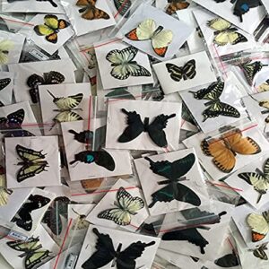 BigBigMe 10Pcs Natural Unmounted Rhopalocera/Le Papillon/Butterfly Specimen Artwork Material Decor, Taxidermy Animals Gifts for Kids Family