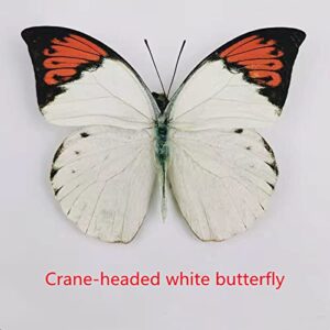 BigBigMe 10Pcs Natural Unmounted Rhopalocera/Le Papillon/Butterfly Specimen Artwork Material Decor, Taxidermy Animals Gifts for Kids Family