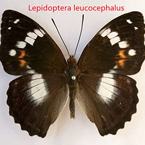 BigBigMe 10Pcs Natural Unmounted Rhopalocera/Le Papillon/Butterfly Specimen Artwork Material Decor, Taxidermy Animals Gifts for Kids Family